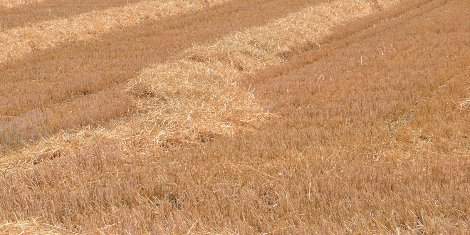 Thesing & Thesing Architekten BDA